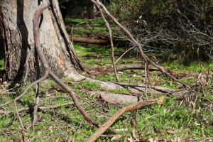 Signs of Sudden Limb Drop